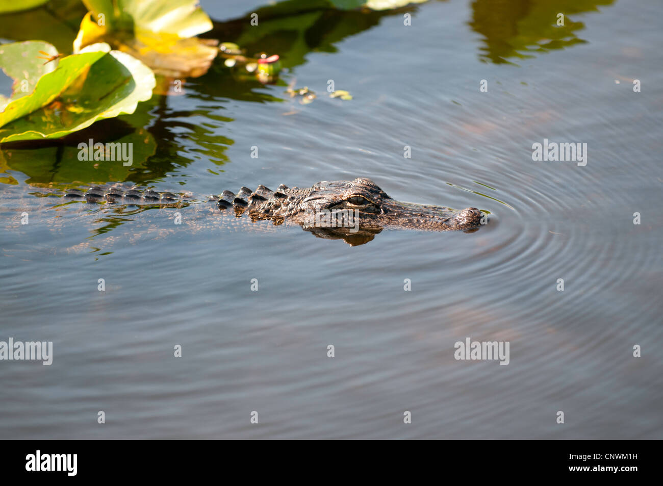 Alligator eyes hi-res stock photography and images - Alamy