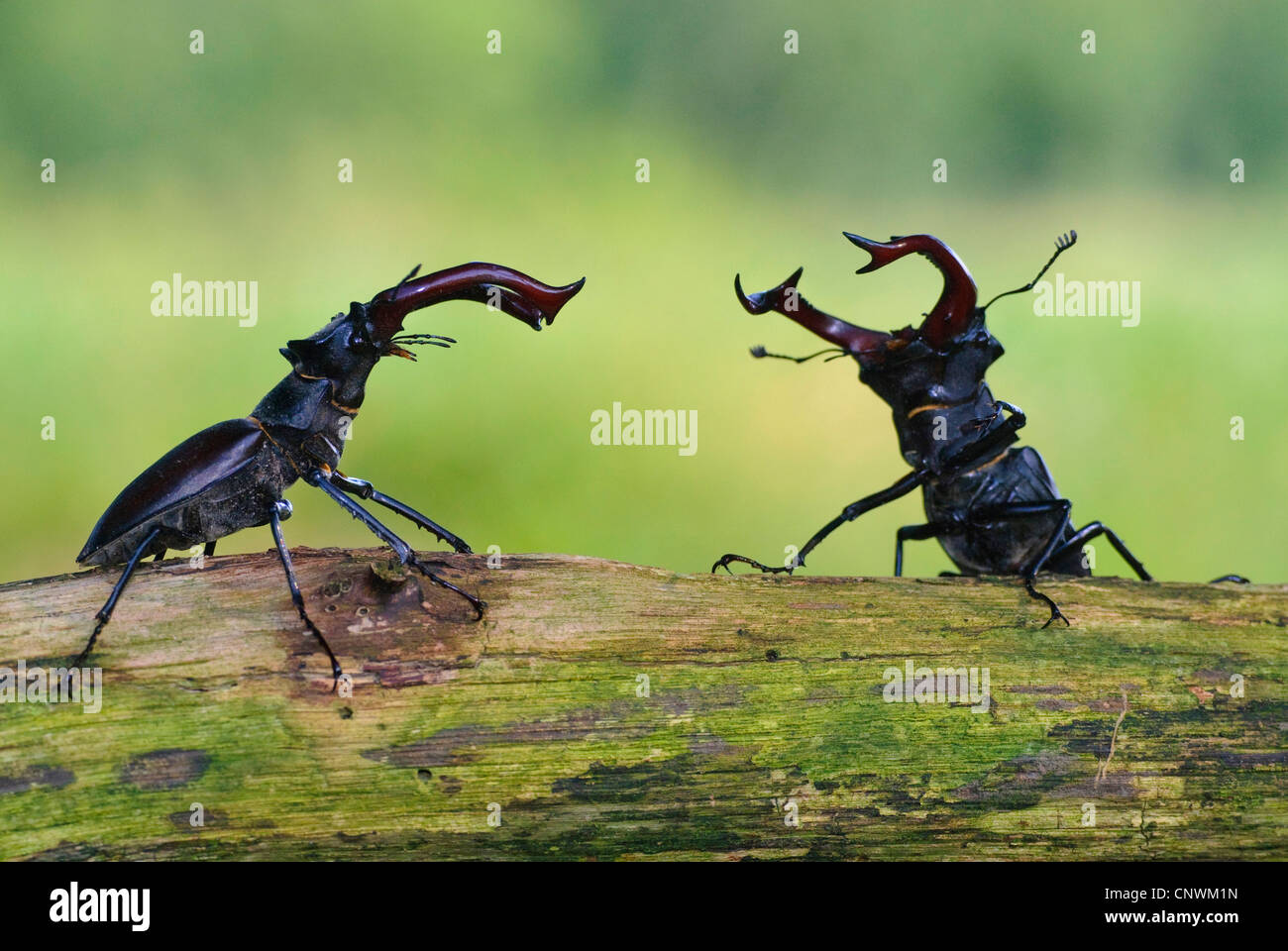stag beetle, European stag beetle (Lucanus cervus), two males sitting ...