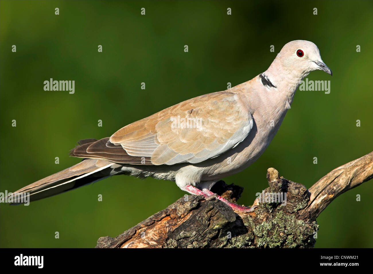 Side view of collared dove hi-res stock photography and images - Alamy