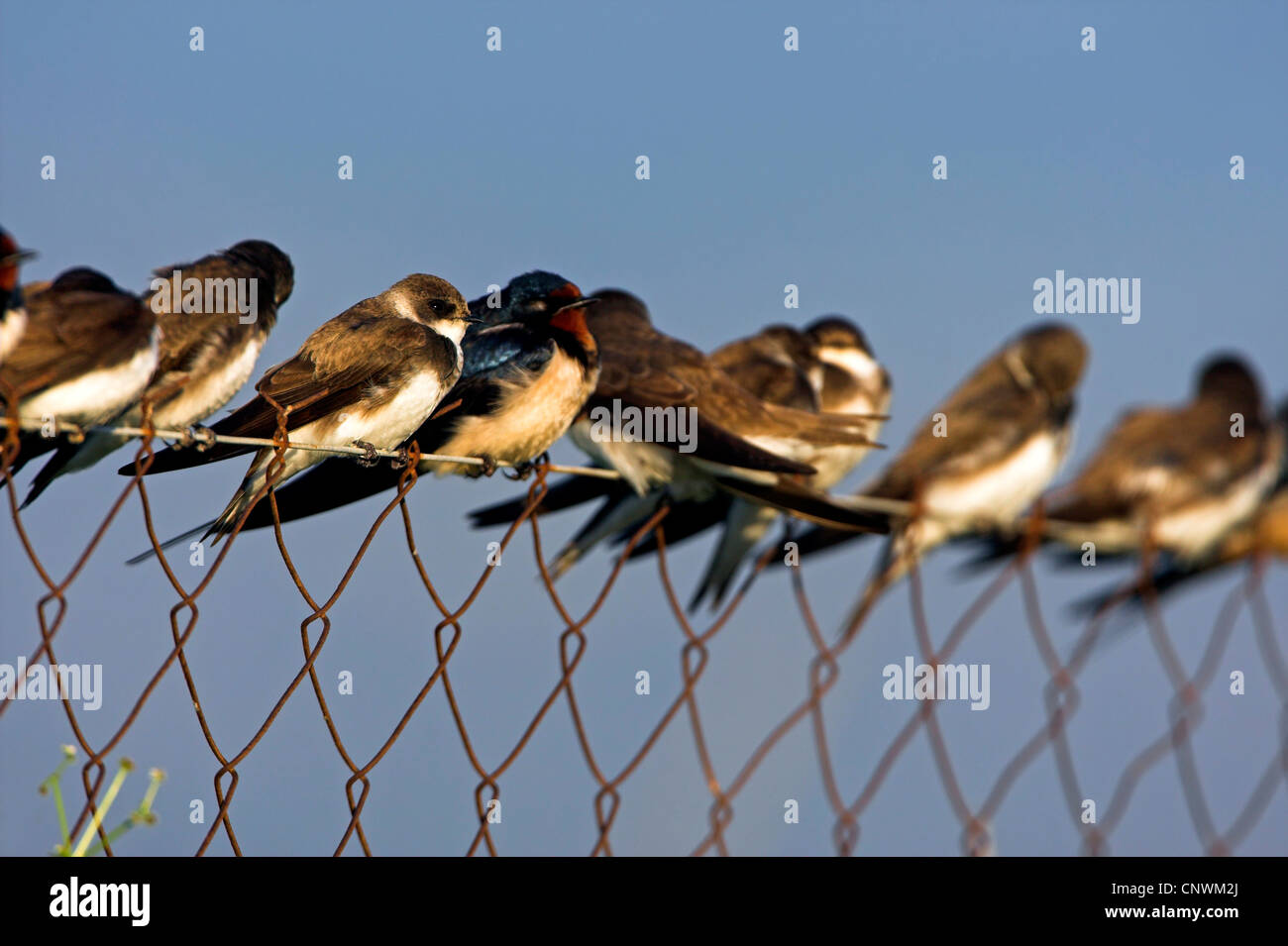 sand martin (Riparia riparia), many birds sitting on a mesh wire fence ...
