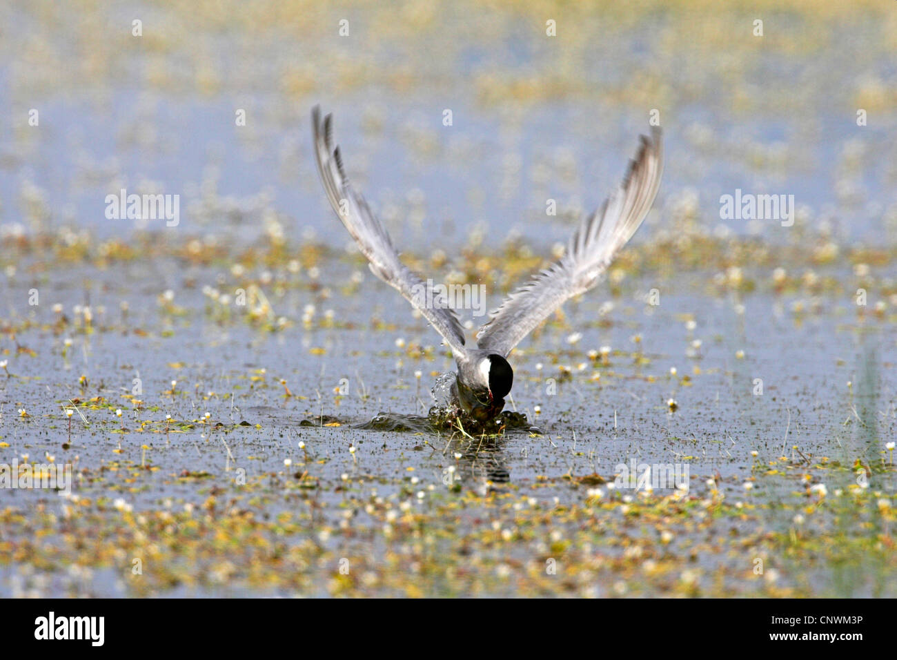 Fish from a tern hi-res stock photography and images - Alamy