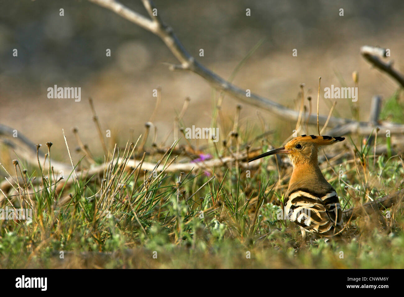 Hoopoes upupa epops hi-res stock photography and images - Alamy