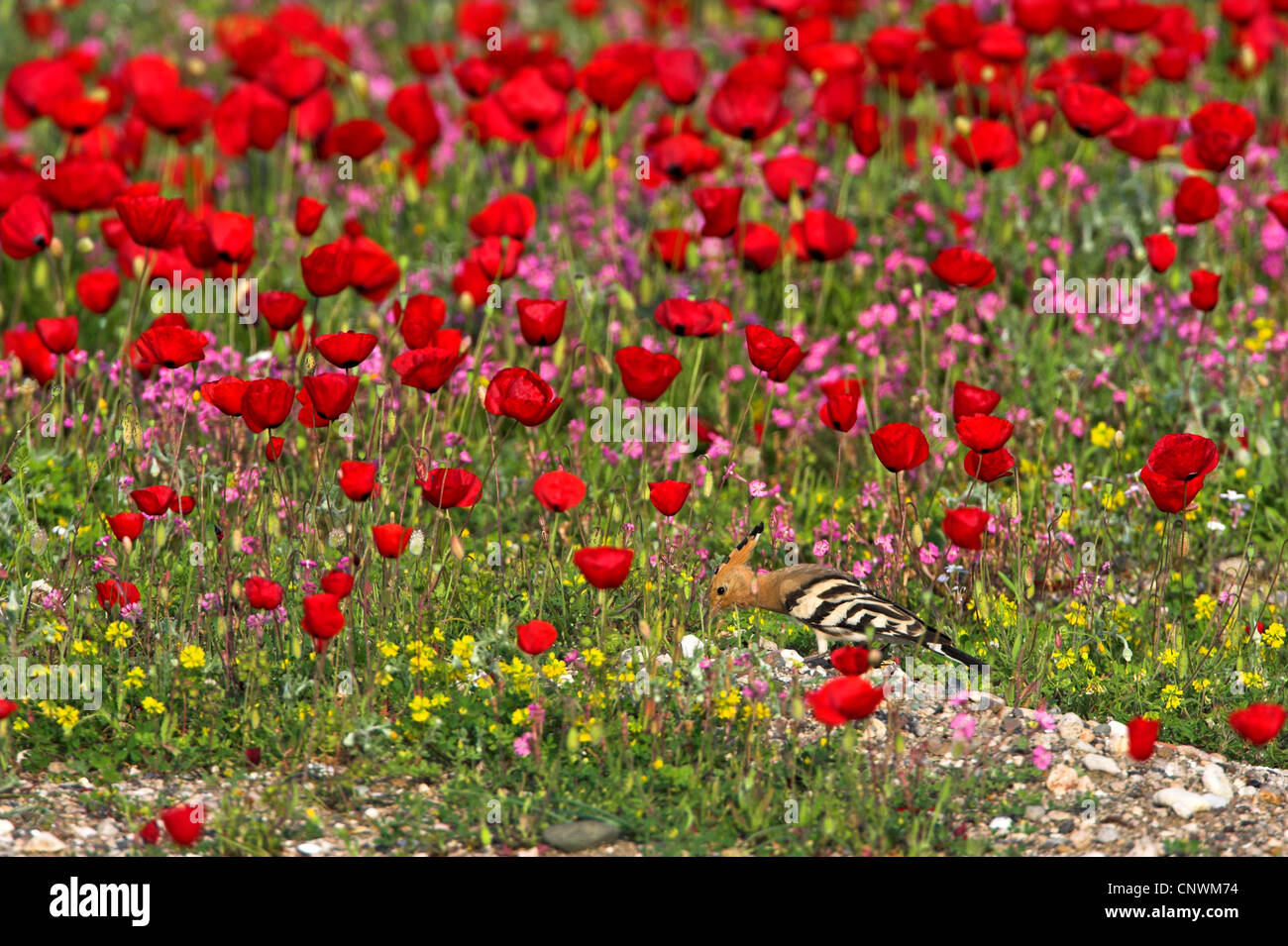 hoopoe (Upupa epops), standing in a flower meadow with common poppy ...