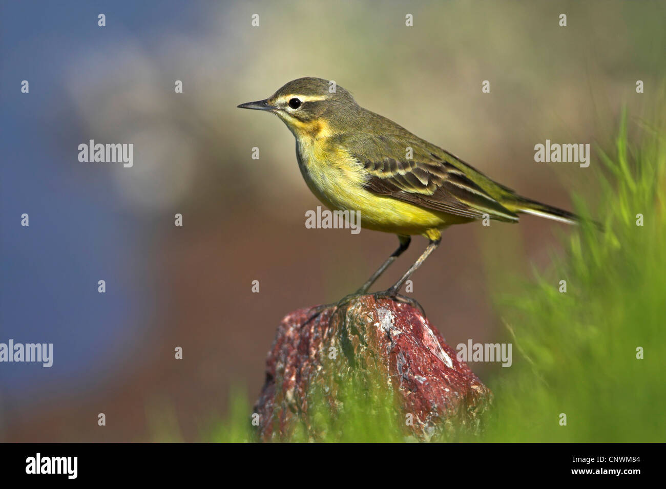 Blue-headed Wagtail, Yellow Wagtail (Motacilla flava flava), sitting on ...