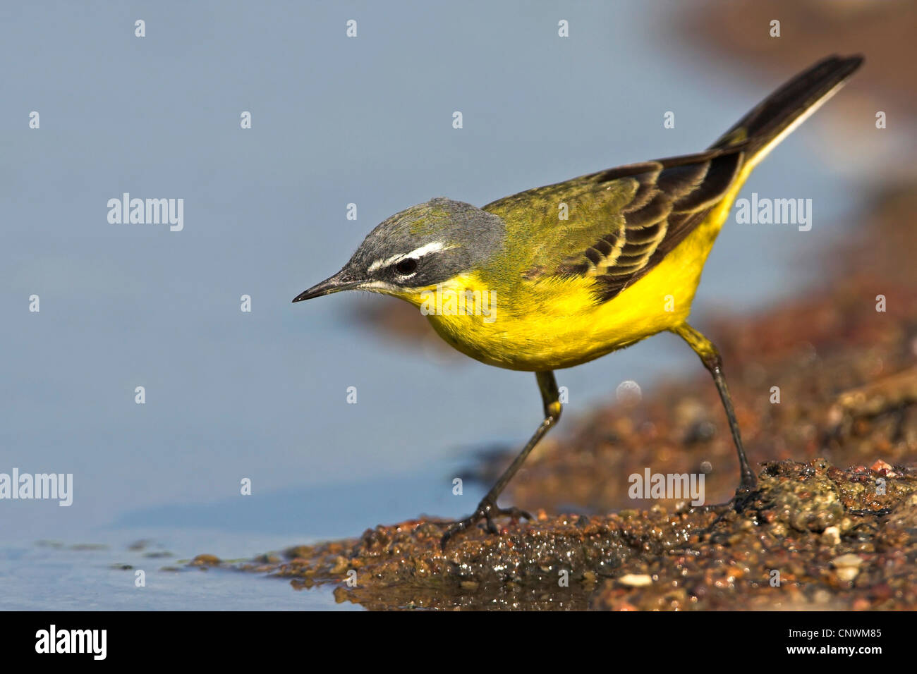 Blue-headed Wagtail, Yellow Wagtail (Motacilla flava flava), standing ...