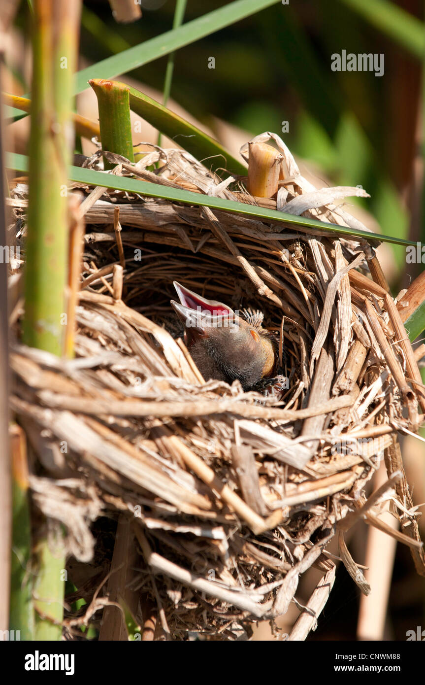 Chick in nest Stock Photo - Alamy