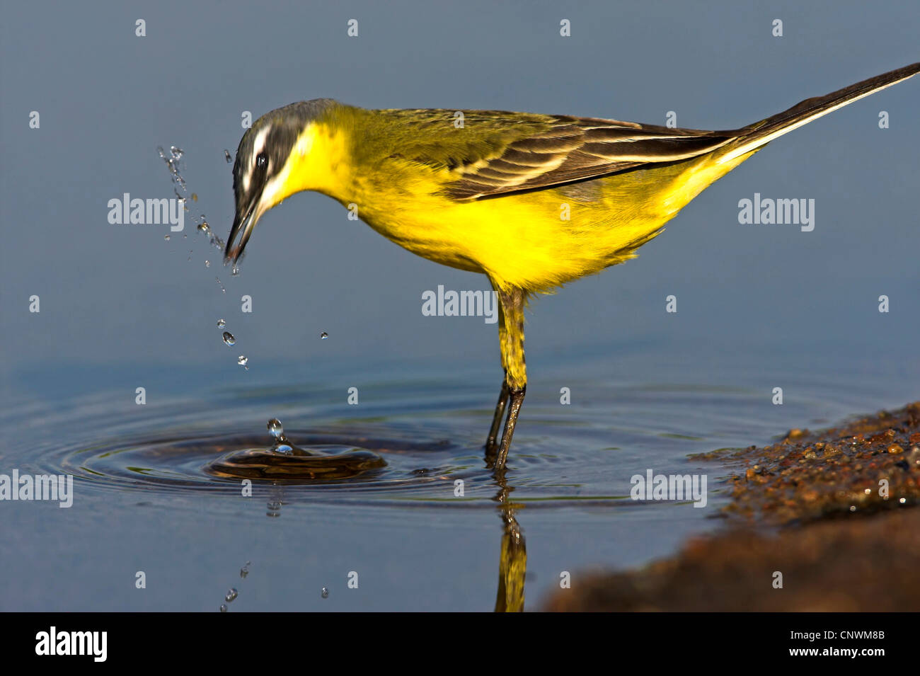 Blue-headed Wagtail, Yellow Wagtail (Motacilla flava flava), standing ...