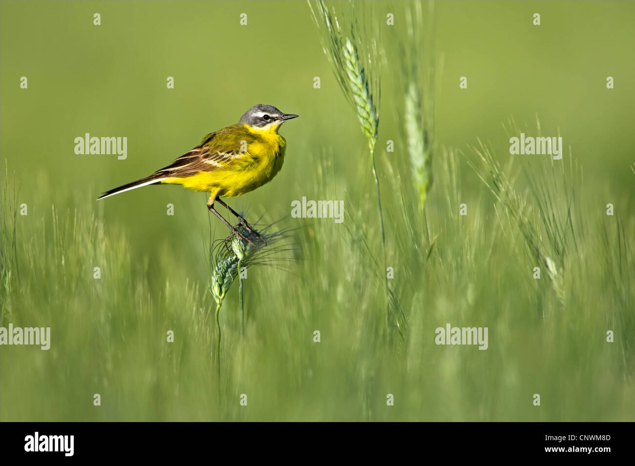 Blue-headed Wagtail, Yellow Wagtail (Motacilla flava flava), sitting in ...