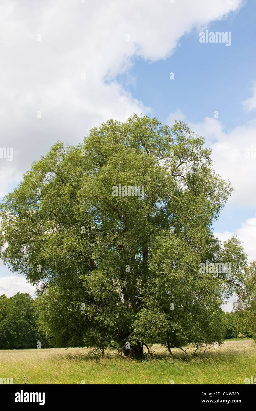 Salix fragilis hi-res stock photography and images - Alamy