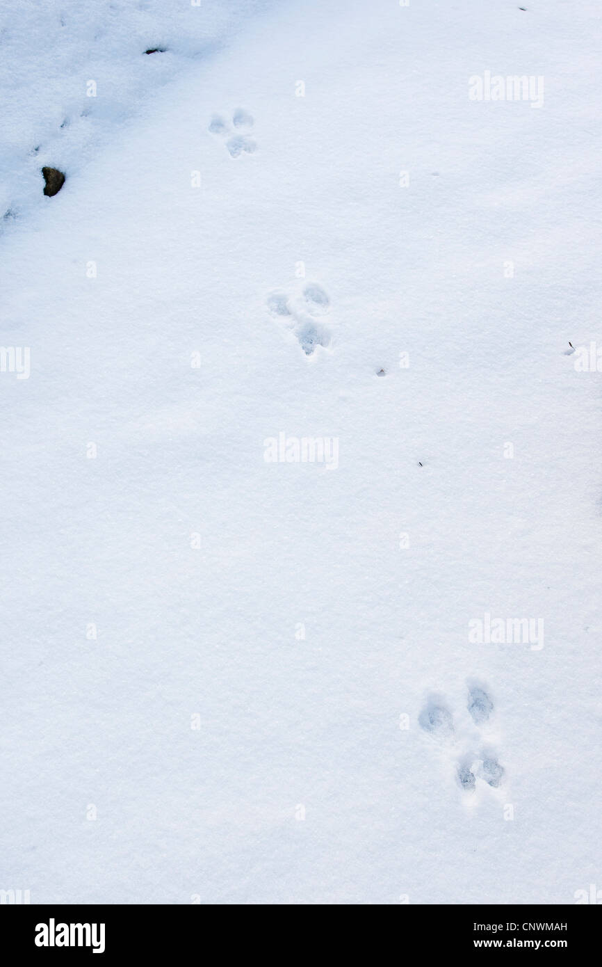 Squirrel footprint hi-res stock photography and images - Alamy