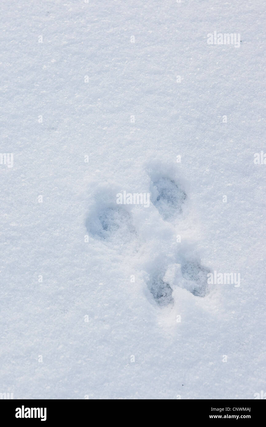 Red Squirrel Tracks In Snow