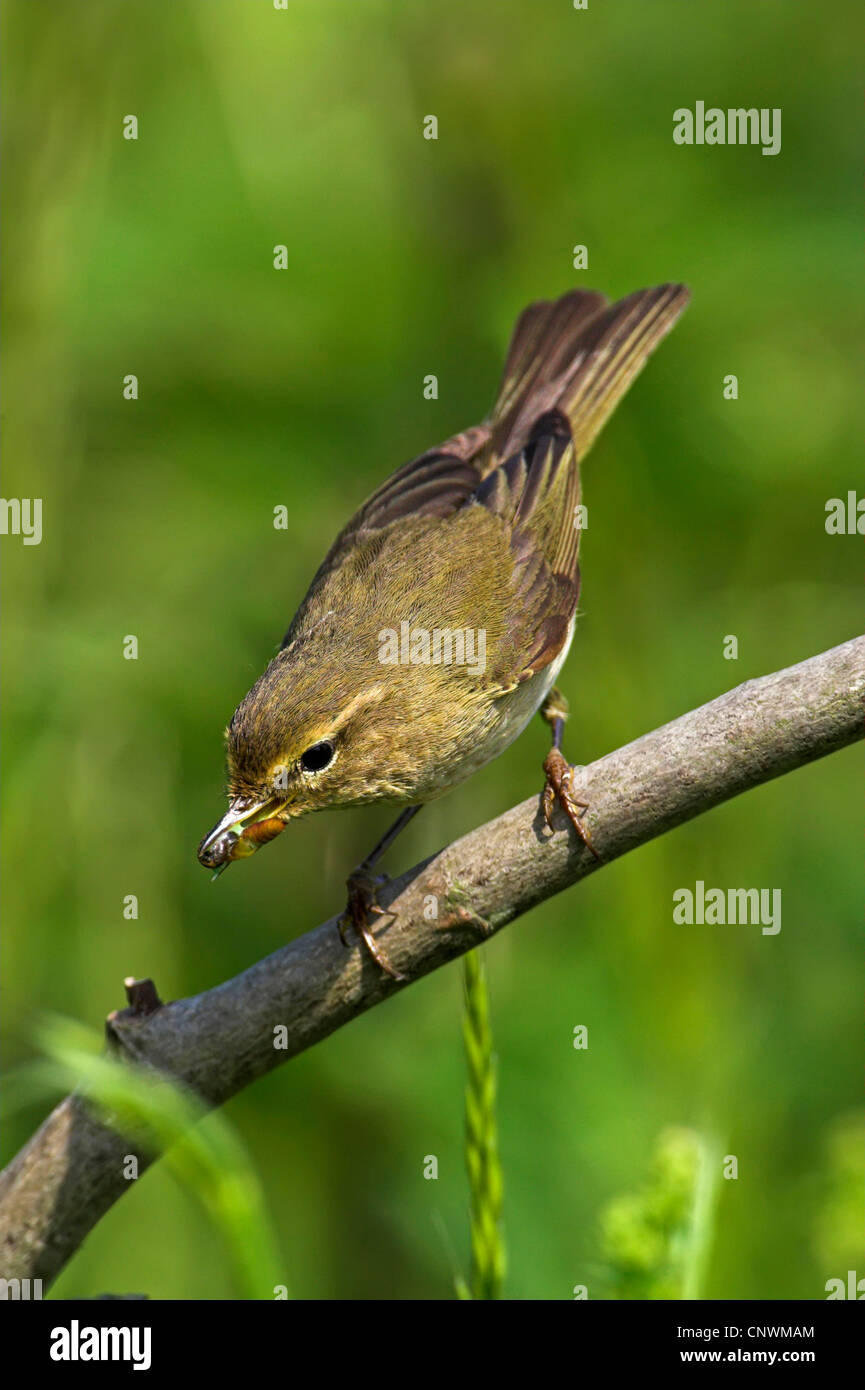Bird catching insect hi-res stock photography and images - Alamy