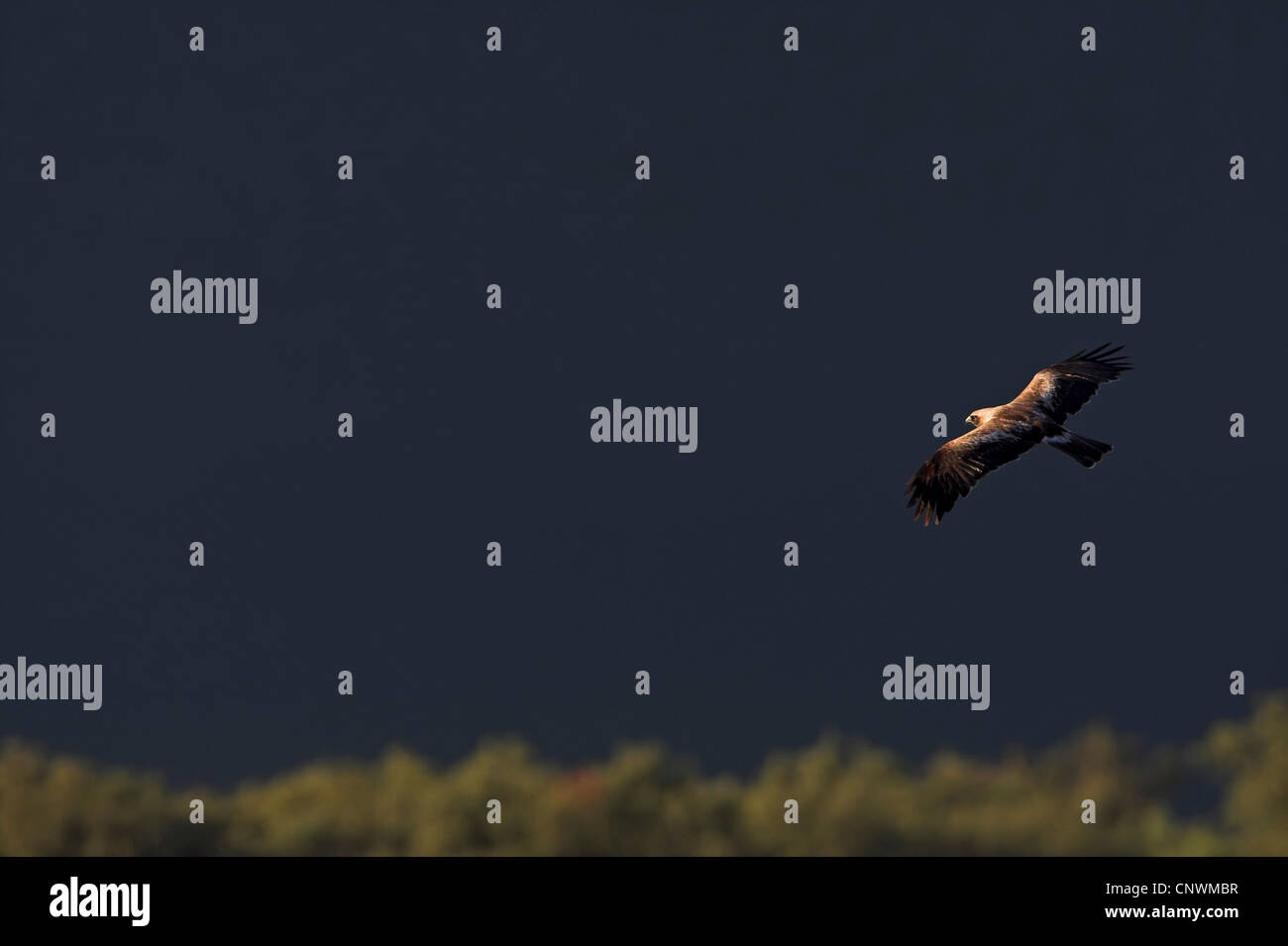 booted eagle (Hieraaetus pennatus), flying, Spain, Extremadura Stock ...