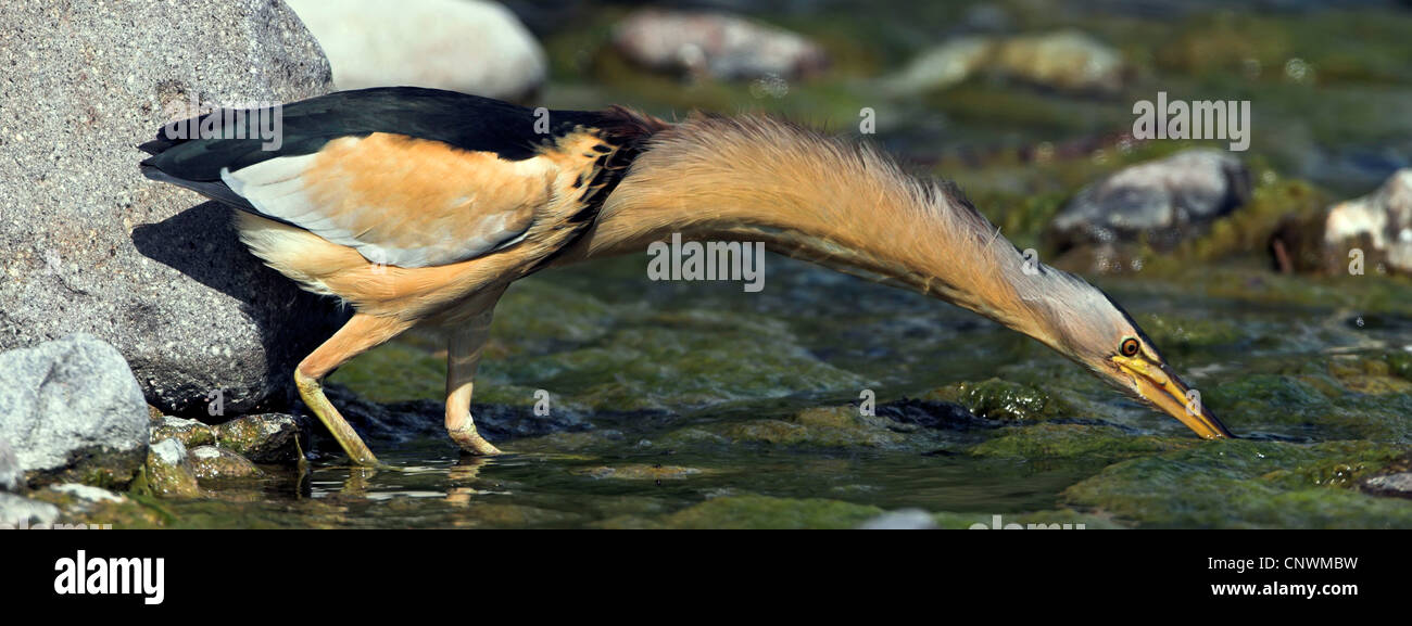 little bittern (Ixobrychus minutus), standing in a brook with the neck ...