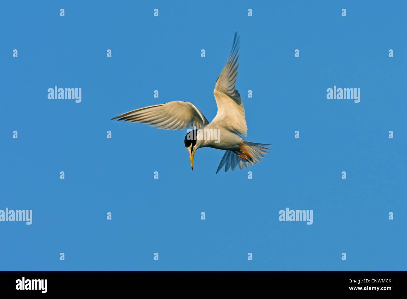 little tern (Sterna albifrons), flying, Greece, Lesbos Stock Photo - Alamy
