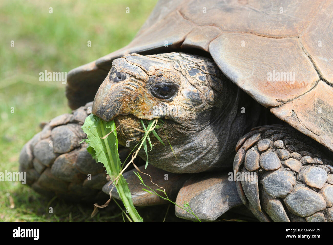Asian giant tortoise, Asian brown tortoise, Burmese brown tortoise ...