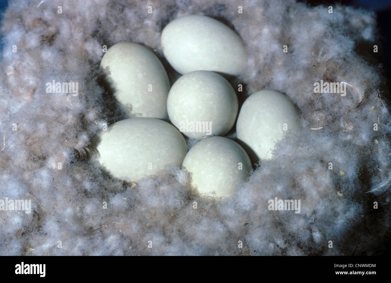 common eider (Somateria mollissima), eggs in a nest padded with down ...