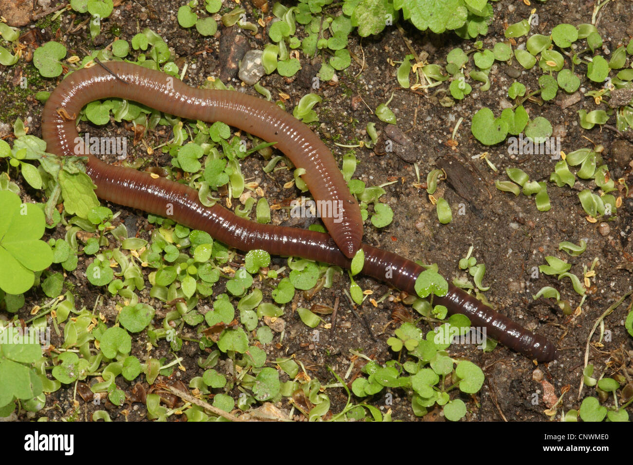 Common earthworm earthworm lob worm hi-res stock photography and images ...