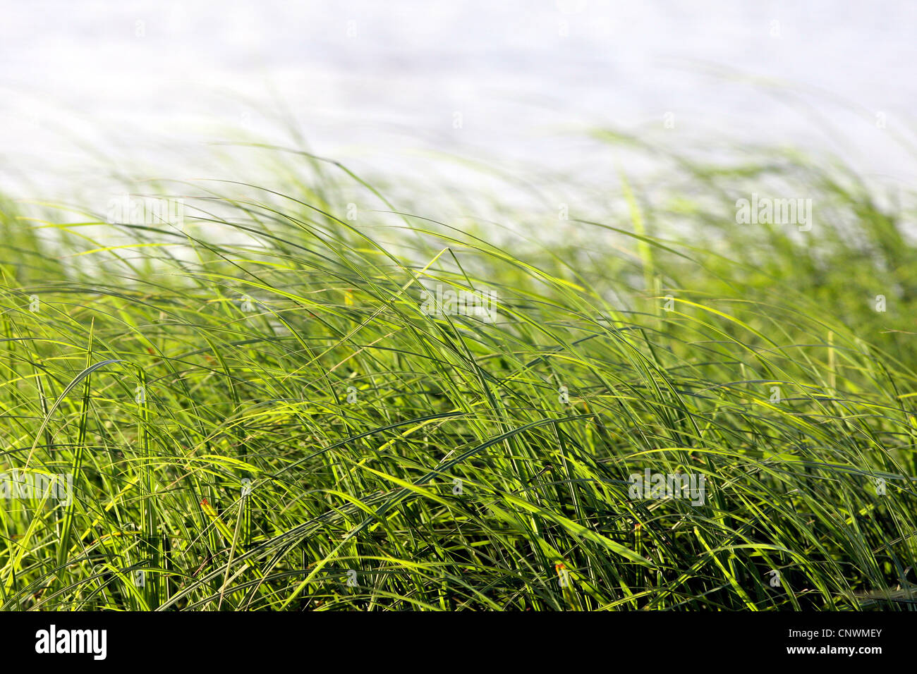 high grass in the wind, NRW Stock Photo - Alamy