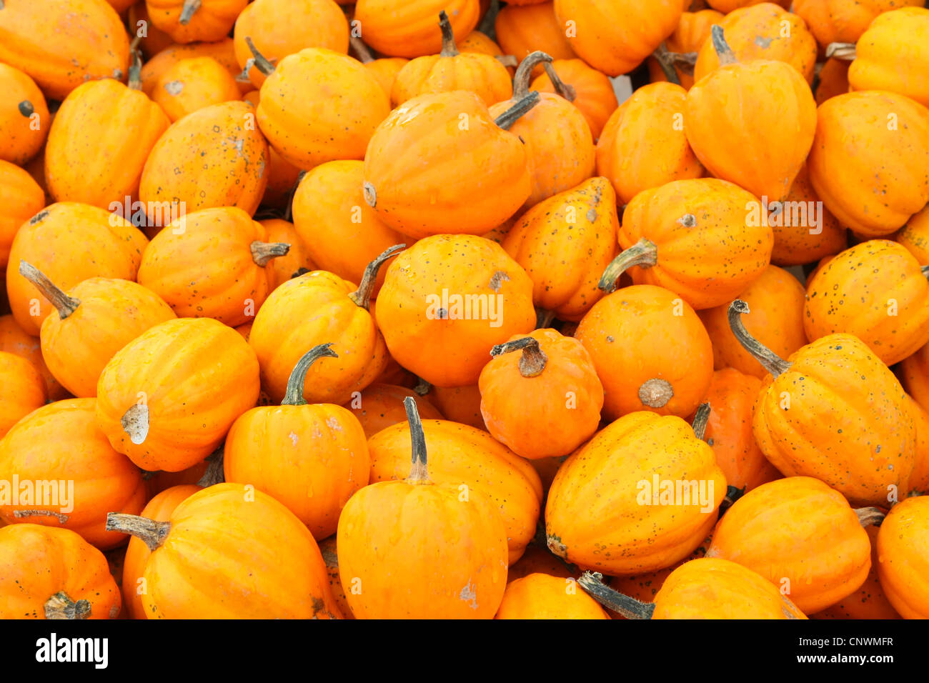 ornamental pumpkin (Cucurbita pepo convar. microcarpina), great number ...