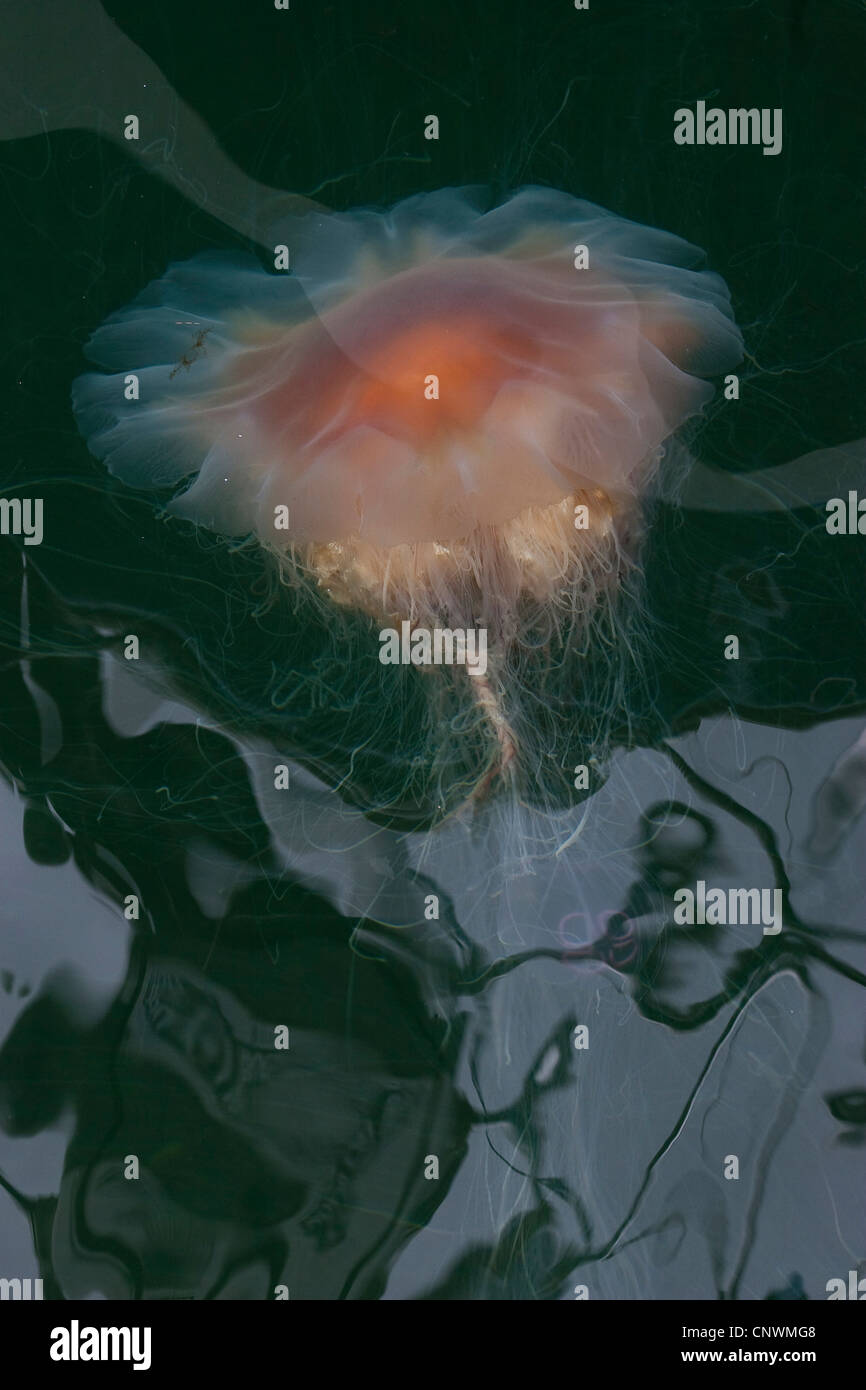 lion's mane, giant jellyfish, hairy stinger, sea blubber, sea nettle ...