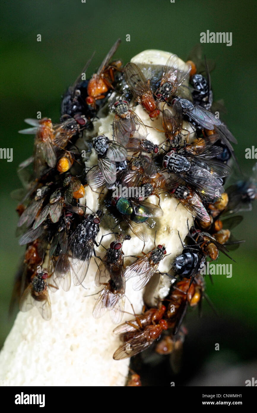 Phallus impudicus hi-res stock photography and images - Alamy