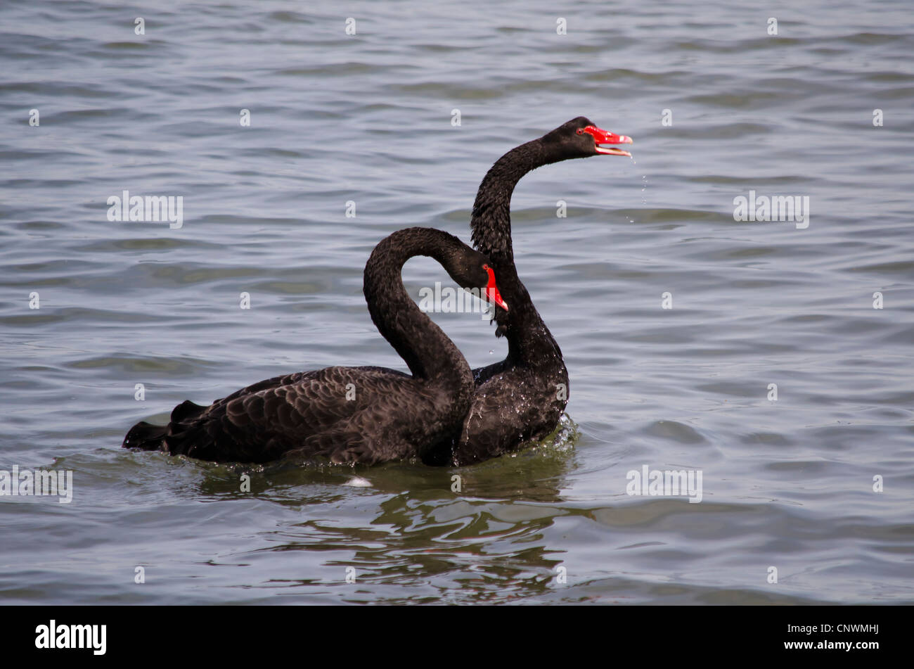Two black swans mating Stock Photo - Alamy