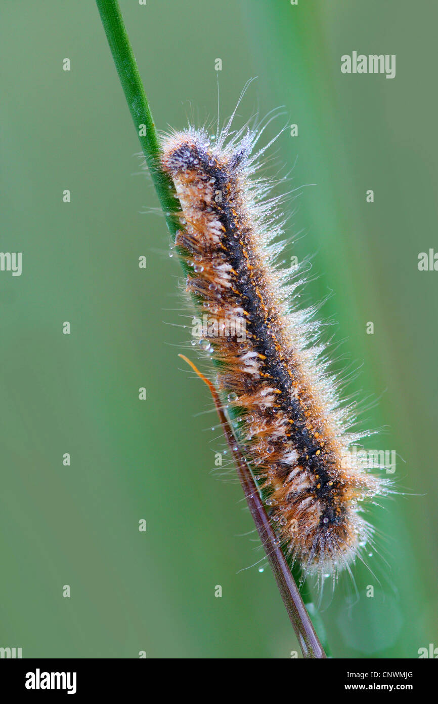 lackeys & eggars, lappet moths (tent caterpillars) (Lasiocampidae ...