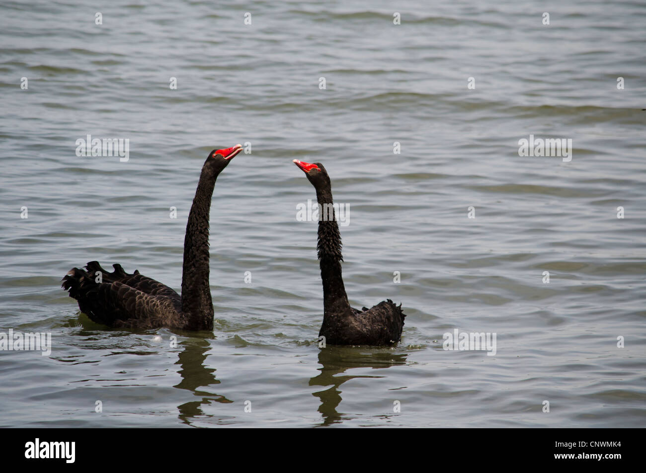 Courtship ritual of birds hi-res stock photography and images - Alamy