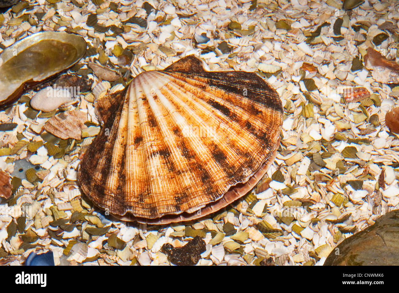 Great scallop common scallop coquille hi-res stock photography and ...