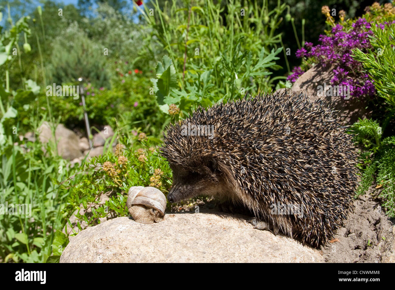 Hedgehog sniffing snail hi-res stock photography and images - Alamy