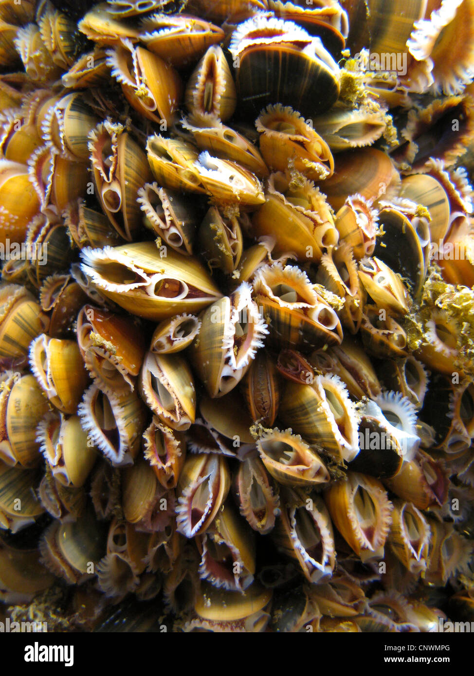 blue mussel, bay mussel, common mussel, common blue mussel (Mytilus ...