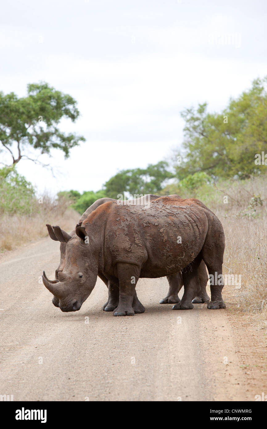 White rhino crossing dirt road hi-res stock photography and images - Alamy