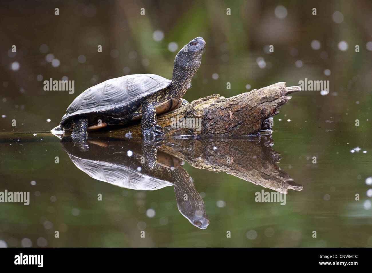 Turtles taking a sunbath hi-res stock photography and images - Alamy