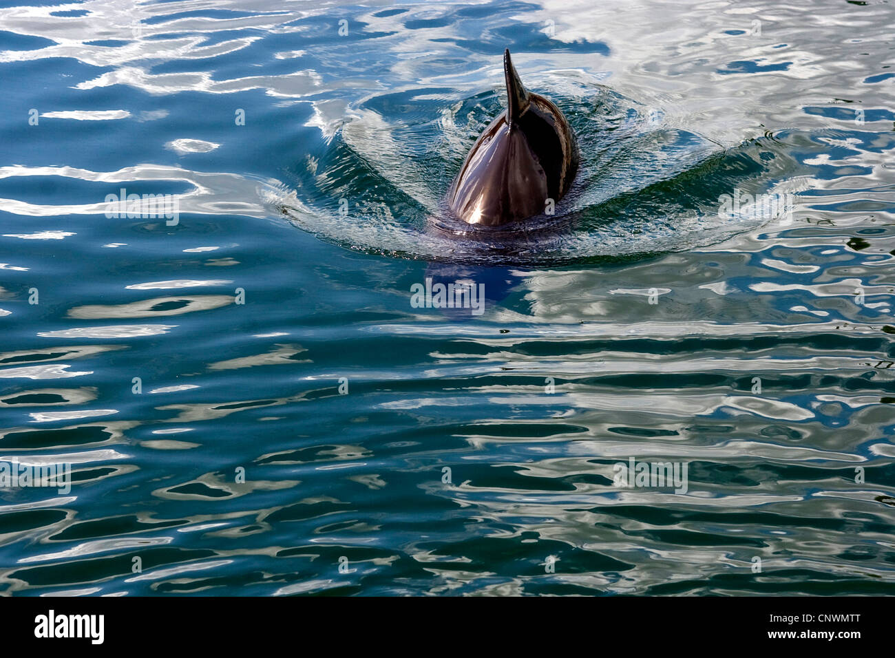 common harbor porpoise, harbour porpoise, common porpoise, puffing pig ...