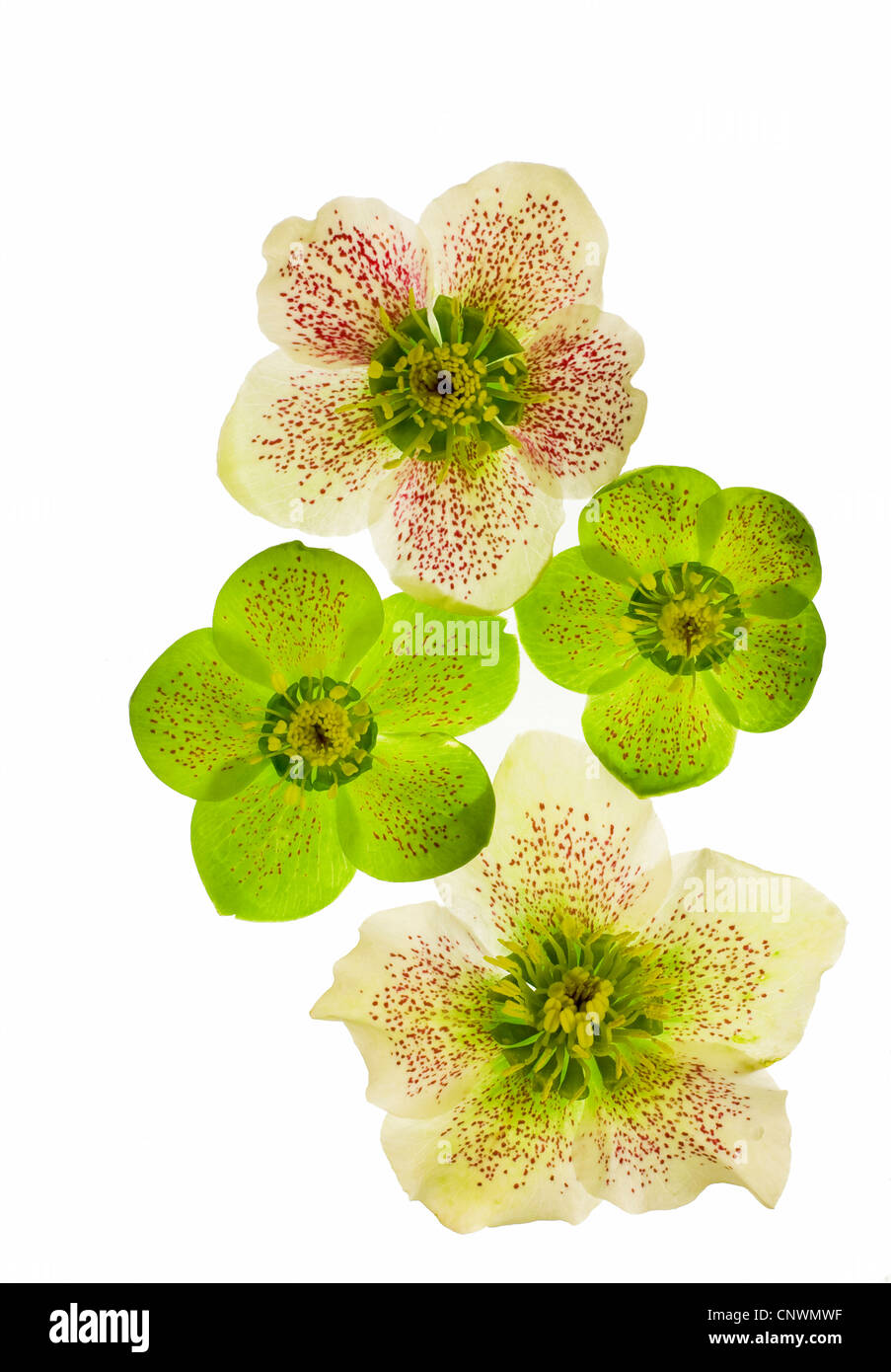 Single hellebore flower hi-res stock photography and images - Alamy