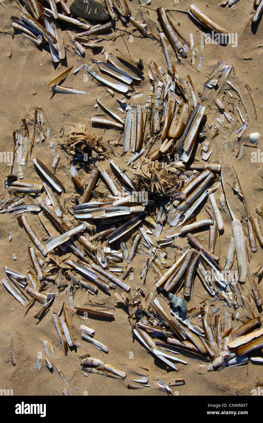 Razor shell ensis arcuatus hi-res stock photography and images - Alamy