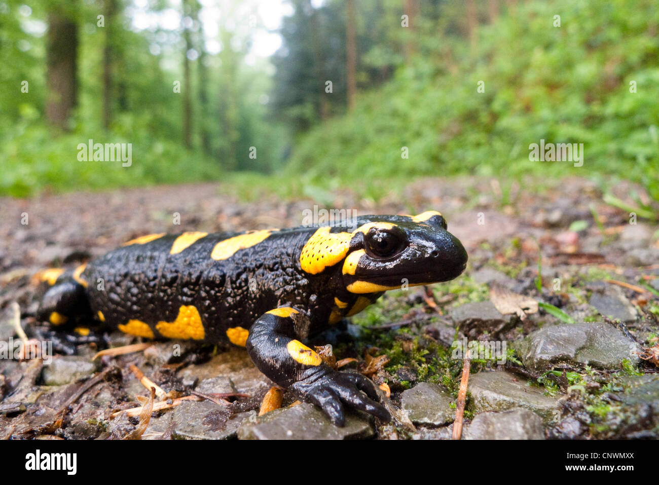 European fire salamander (Salamandra salamandra), sitting on a wet ...