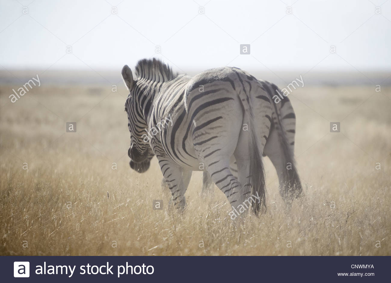 Zebra Bum Stock Photos & Zebra Bum Stock Images - Alamy