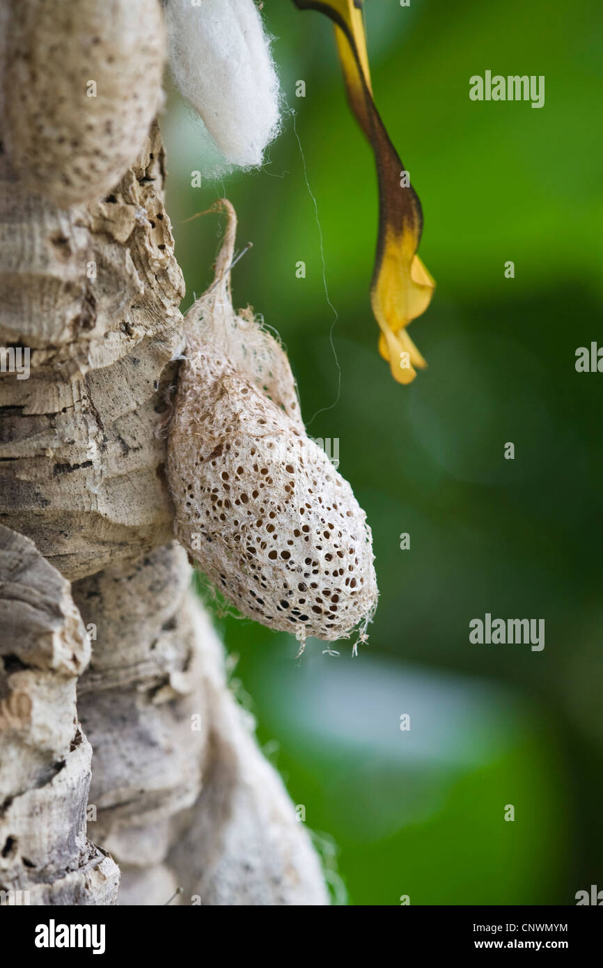 Emperor moth cocoon hi-res stock photography and images - Alamy
