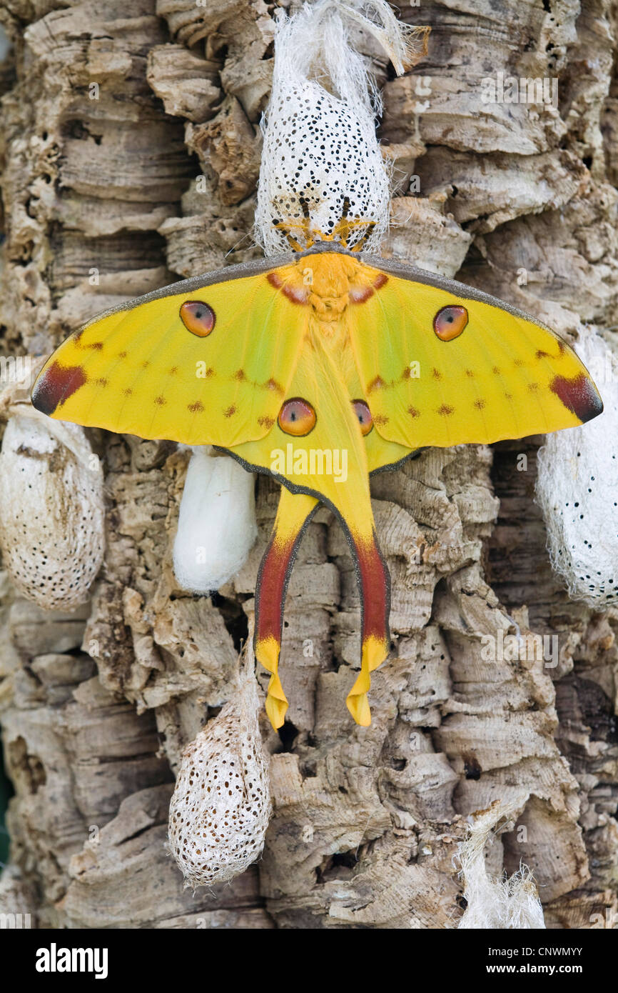 Madagascan moth hi-res stock photography and images - Alamy