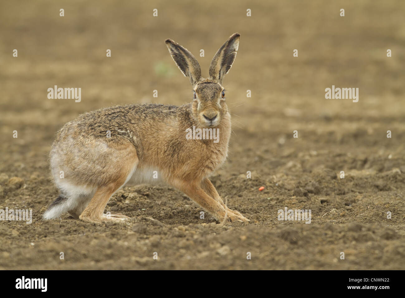 European hare (Lepus europaeus), sitting in a field, Germany Stock ...
