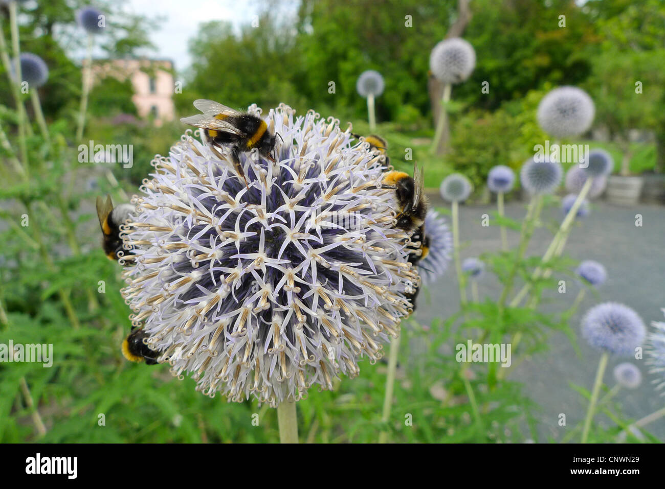 Giant globe thistle hi-res stock photography and images - Alamy