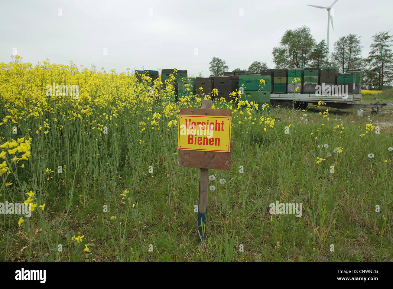 beehouse at a rape field with warning sign, Germany Stock Photo - Alamy