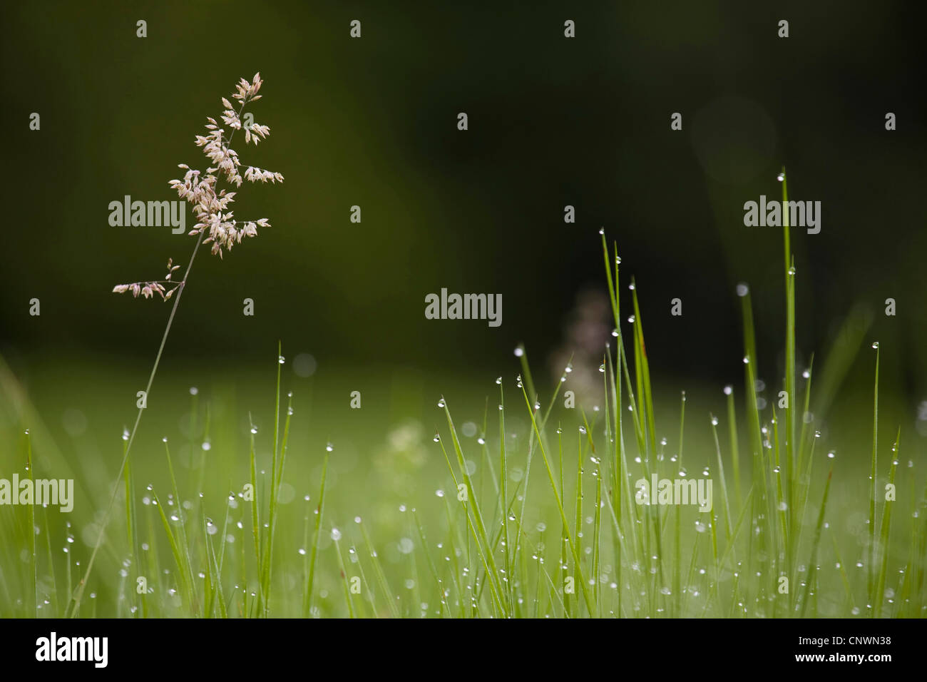 Common velvet grass hi-res stock photography and images - Alamy