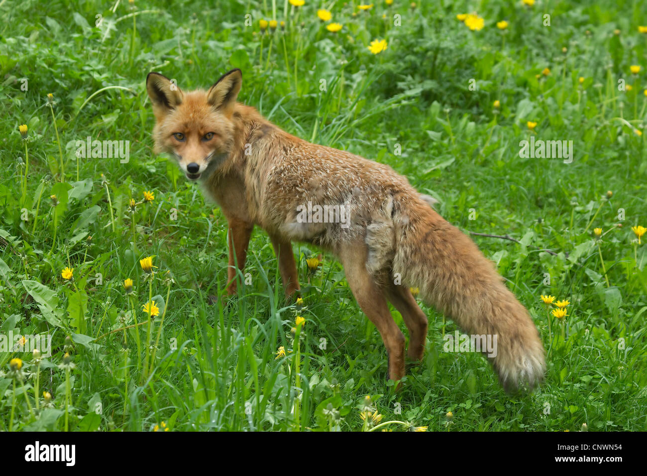 red fox (Vulpes vulpes), in a meadow, Germany Stock Photo - Alamy