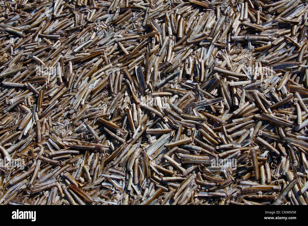 Razor shell ensis arcuatus hi-res stock photography and images - Alamy