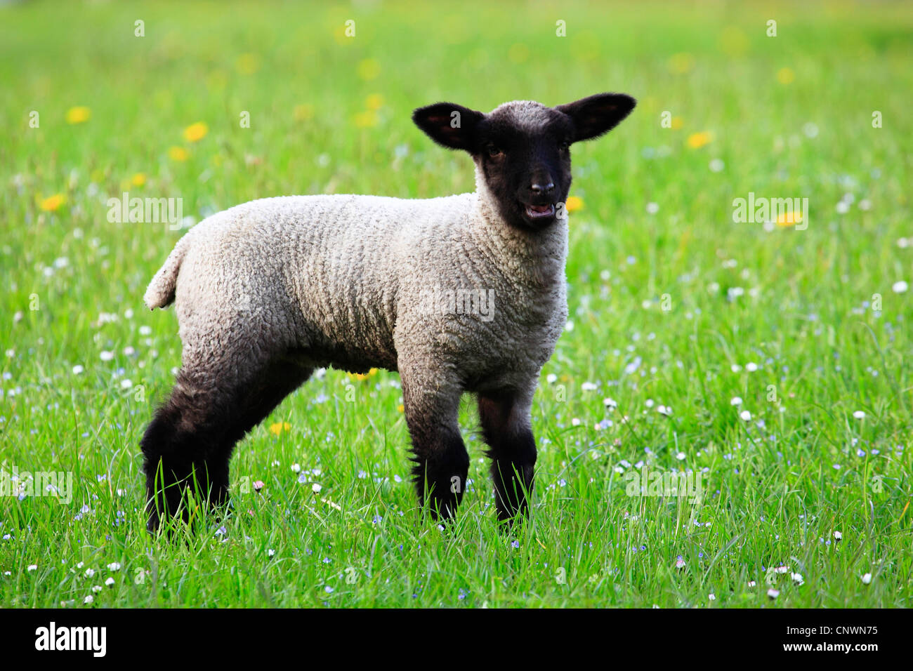 Side view of a lamb hi-res stock photography and images - Alamy