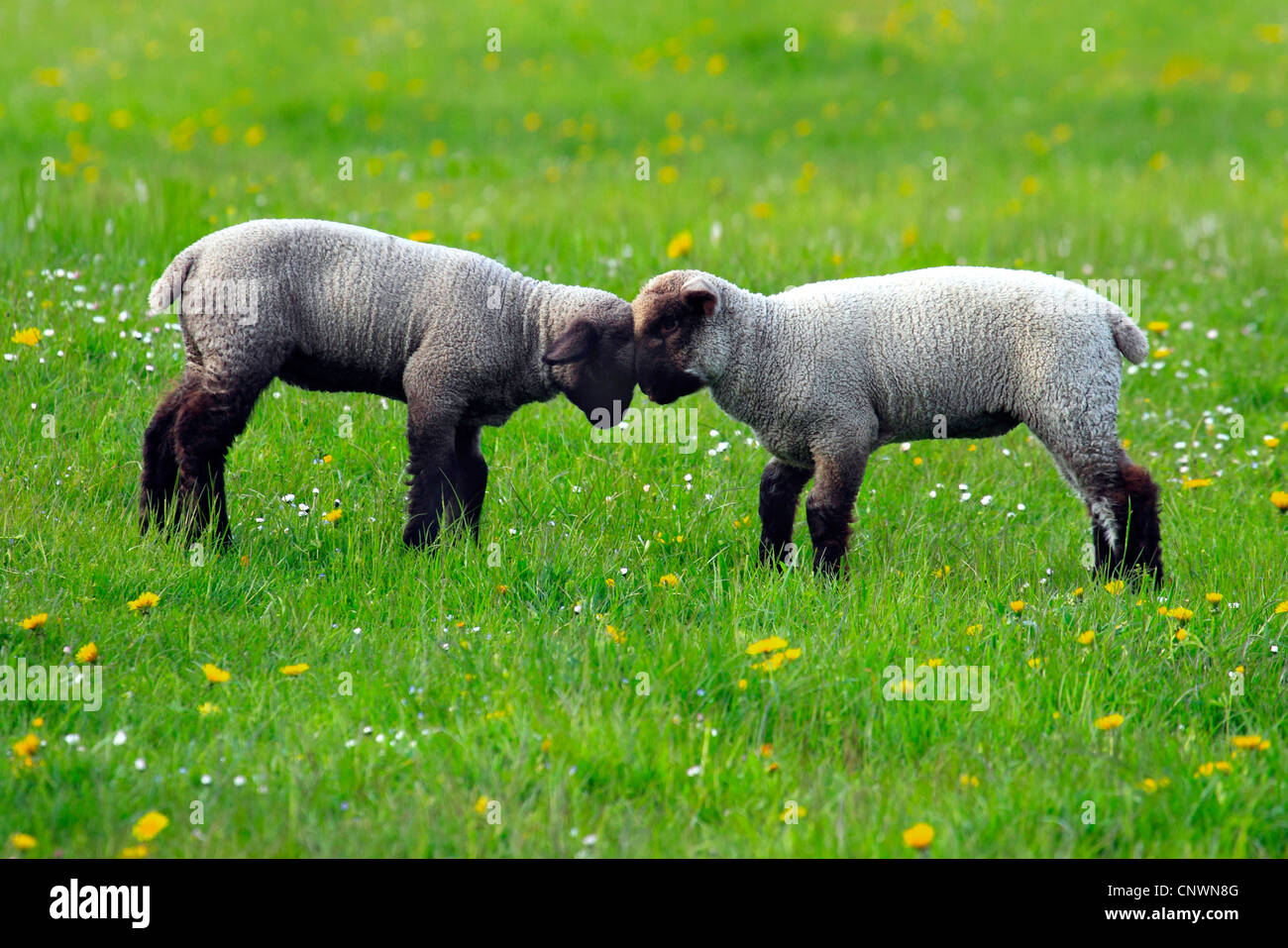 Sheep head side view hi-res stock photography and images - Alamy