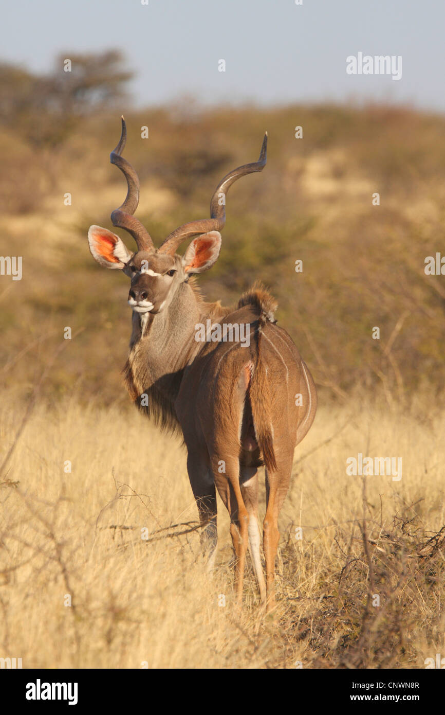 greater kudu (Tragelaphus strepsiceros), standing in the savanna ...